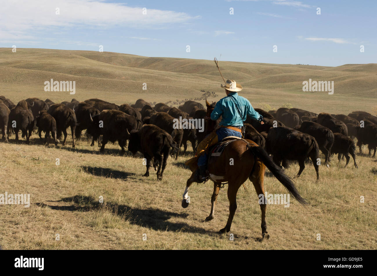 Cowboy at Bison Roundup, Custer State Park, Black Hills, South Dakota ...