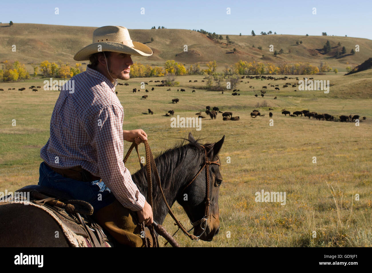 Cowboy Josh Shoemaker at Bison Roundup, Custer State Park, Black Hills ...