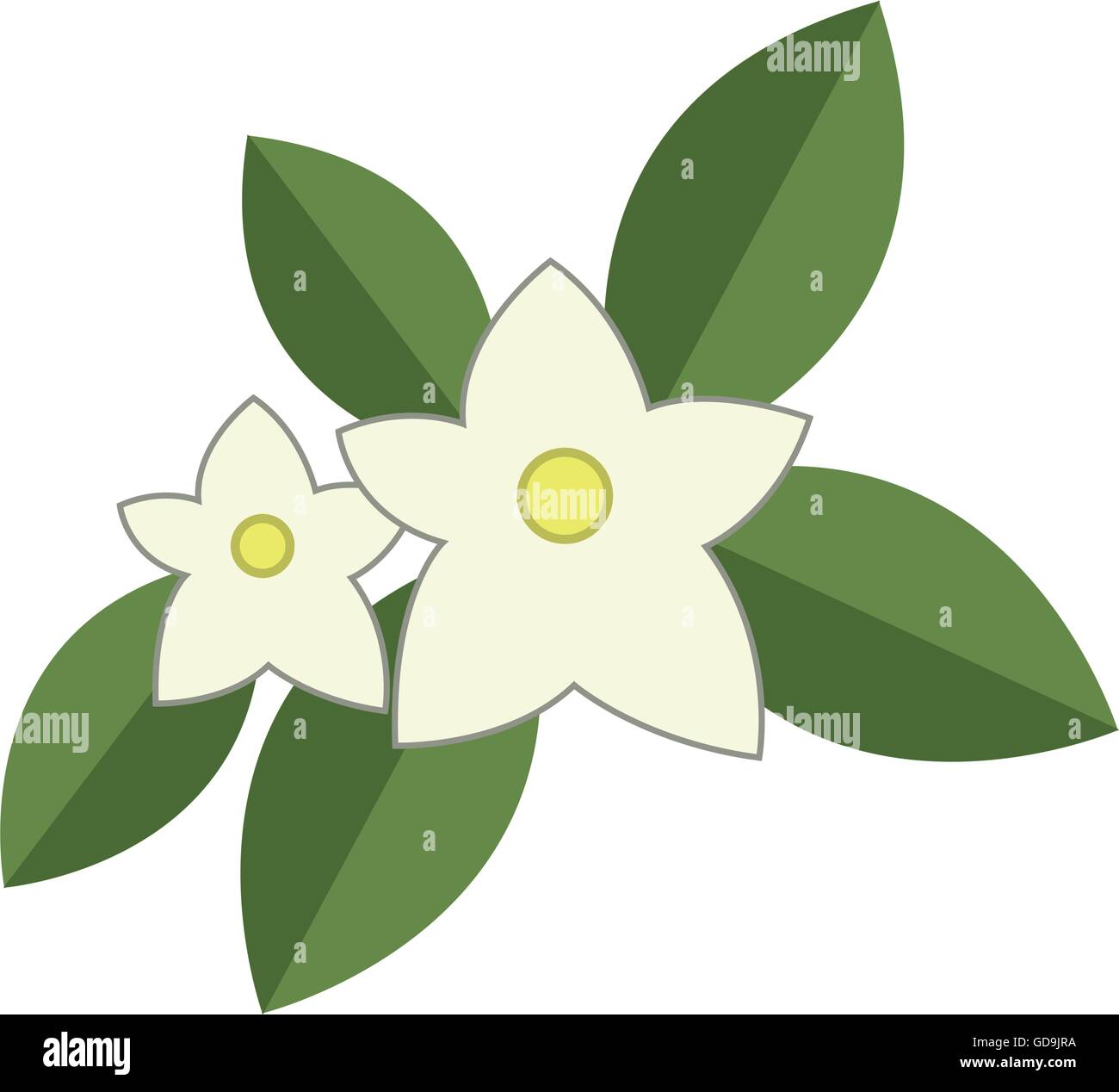 jasmine flowers icon Stock Vector Image & Art - Alamy