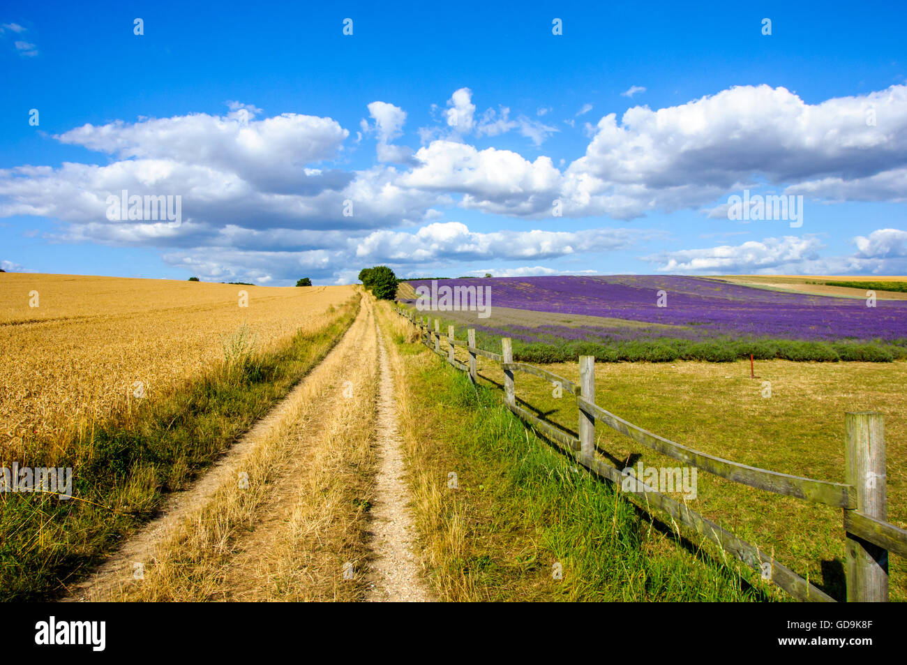 Hitchin Lavender, Cadwell Farm, Arlesey, Hertfordshire Stock Photo - Alamy