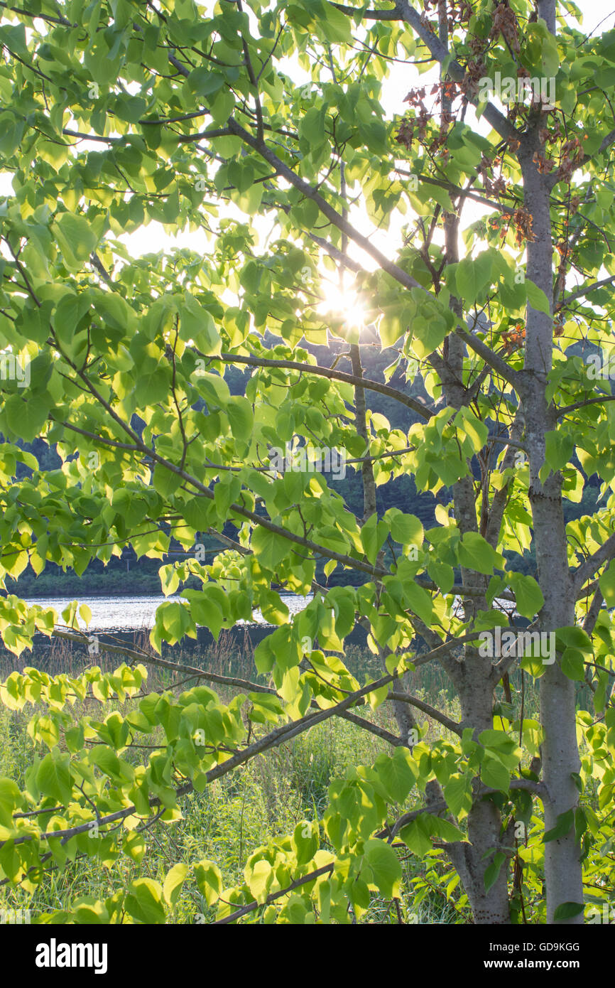 Connecticut sunset hi-res stock photography and images - Alamy