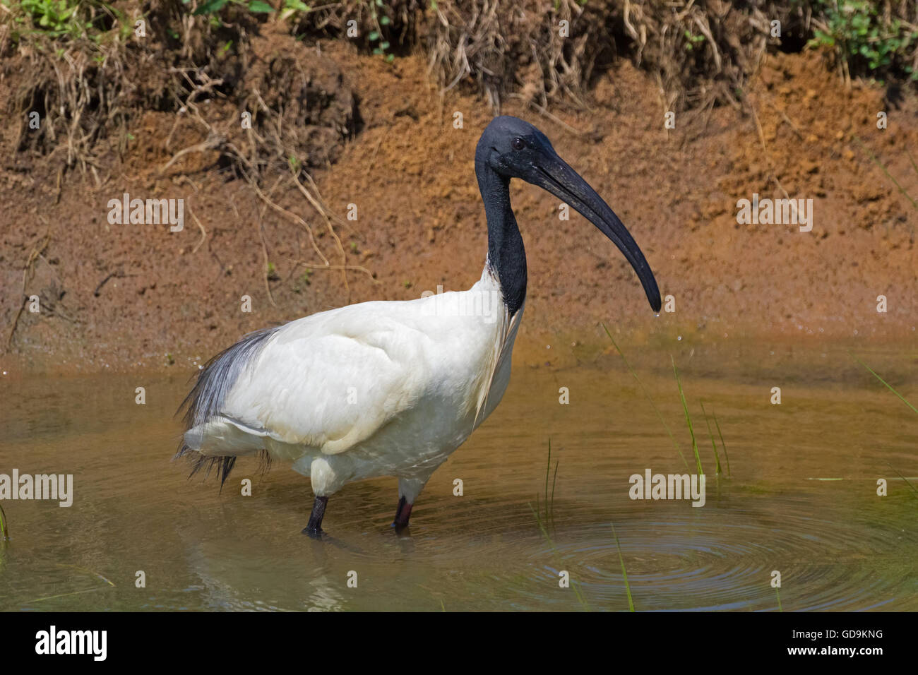 Black-headed ibis or Oriental white ibis (Threskiornis melanocephalus ...