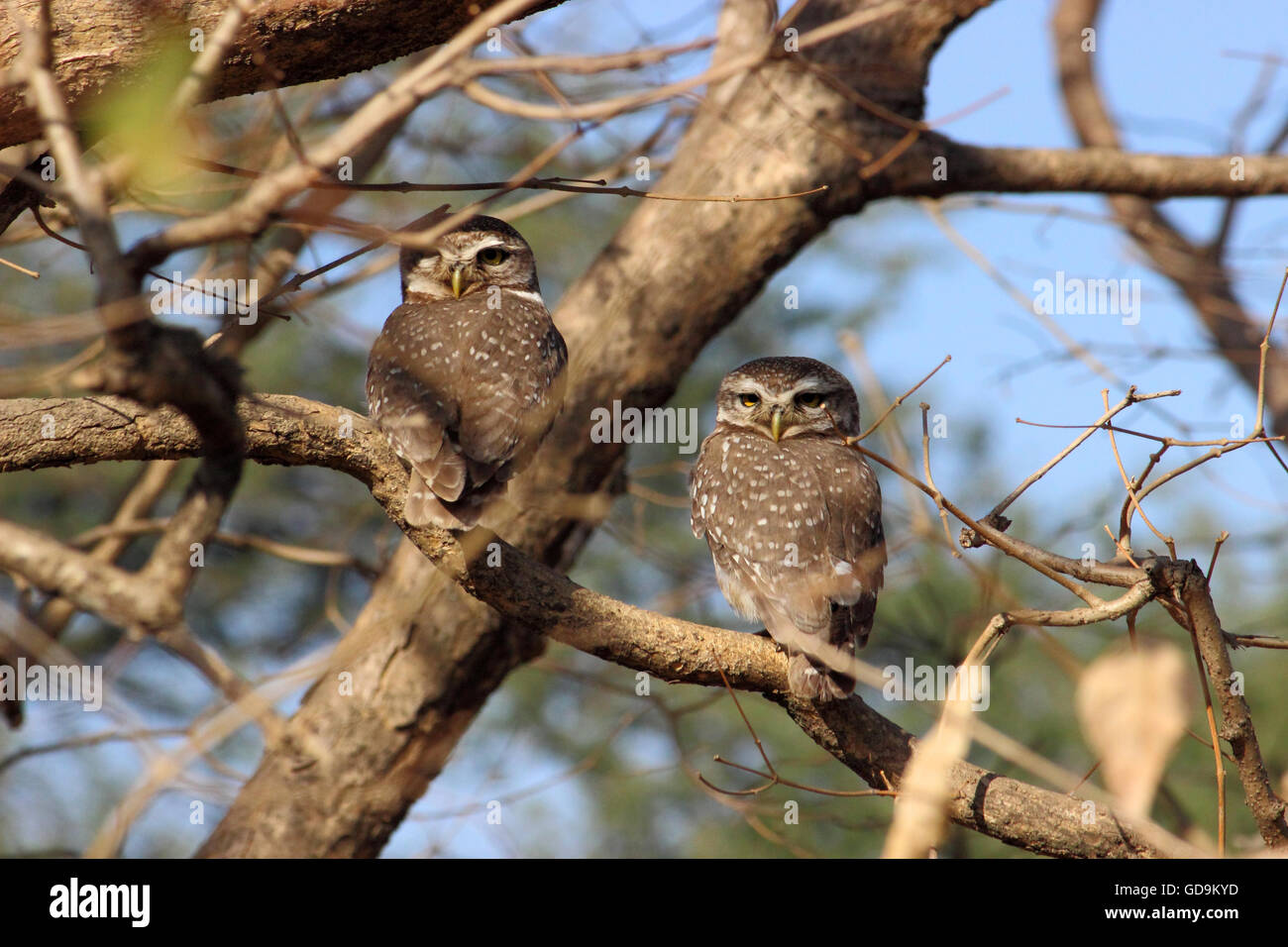 Forest owlet india hi-res stock photography and images - Alamy