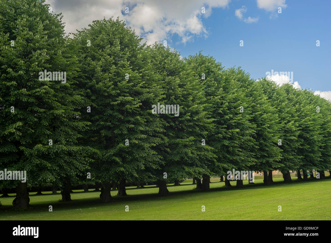 Linden trees in a row. The manor house park in Osterbybruk, Sweden ...