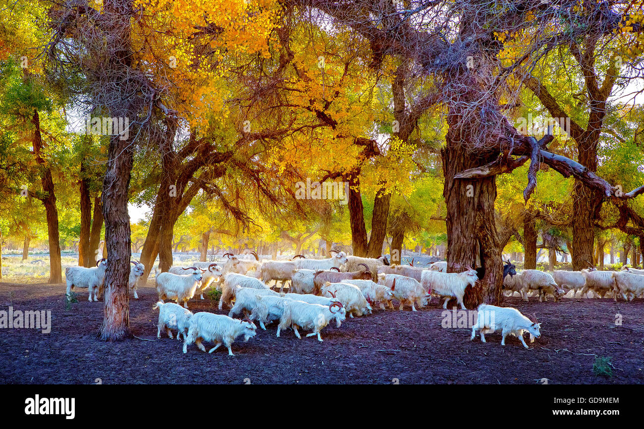 Xinjiang poplar sheep Stock Photo - Alamy