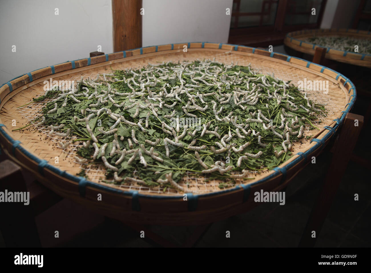 Silkworms on Mulberry leaves, their primay source of food, seen on ...