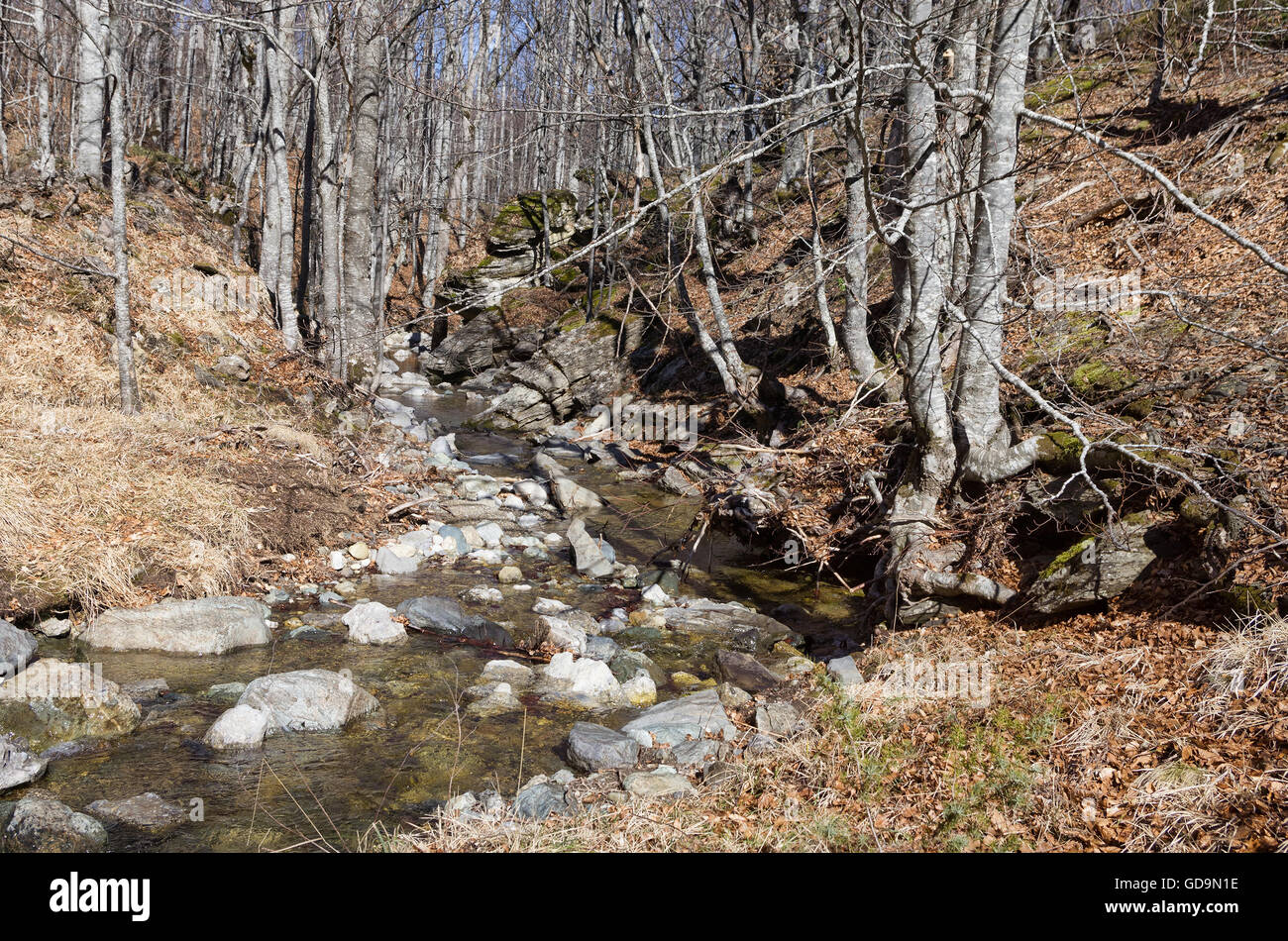 Forest at fall Stock Photo - Alamy