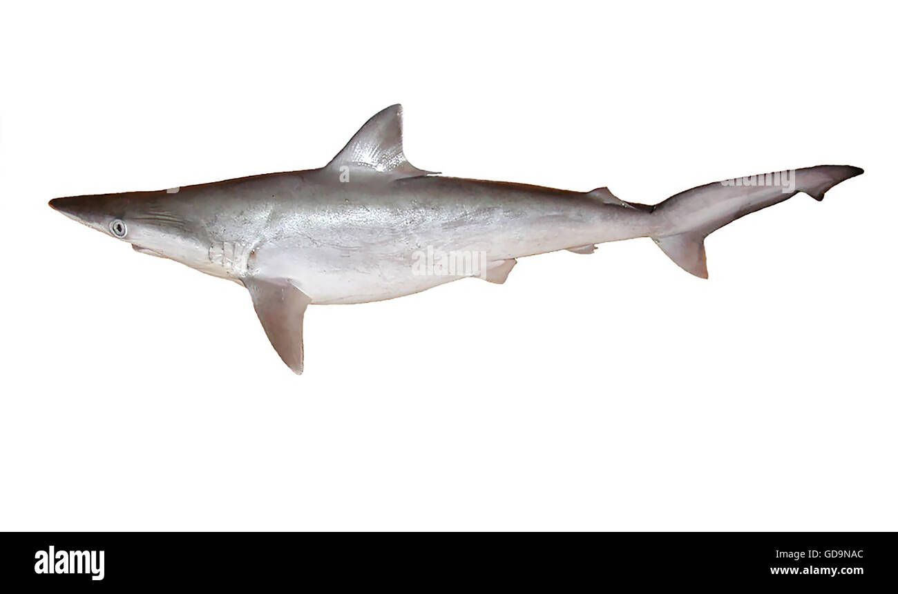 Mustelus griseus hi-res stock photography and images - Alamy