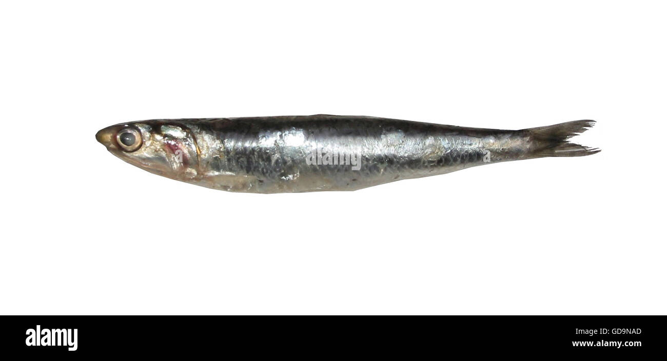 Anchovy fish image hi-res stock photography and images - Alamy