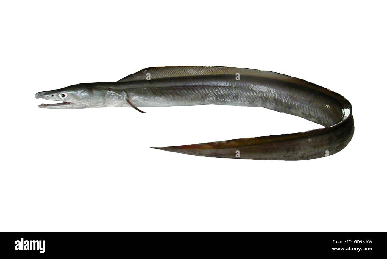 Saltwater fish Cut Out Stock Images & Pictures - Alamy