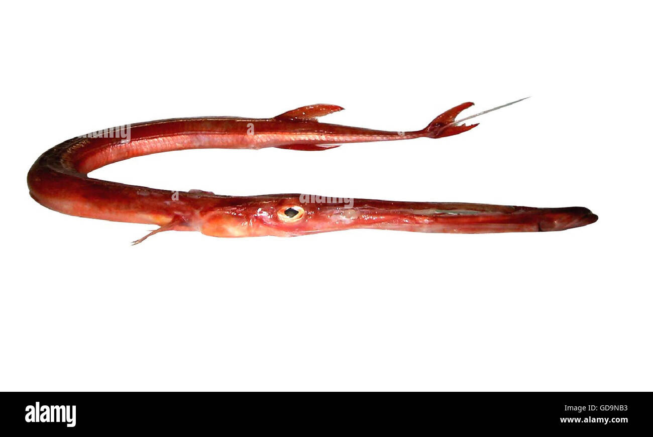 Full length smoke Cut Out Stock Images & Pictures - Alamy