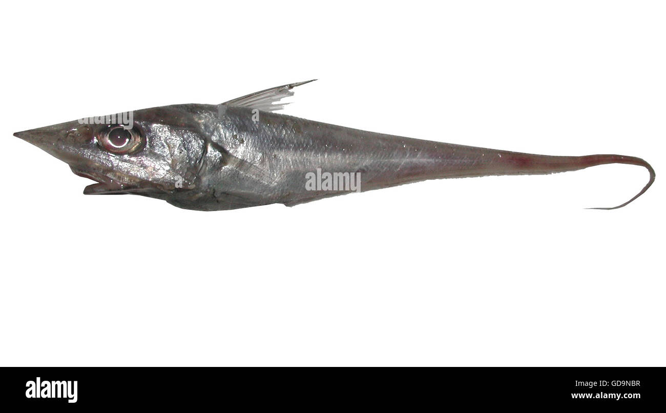 Multi cavity kiss cod Stock Photo - Alamy