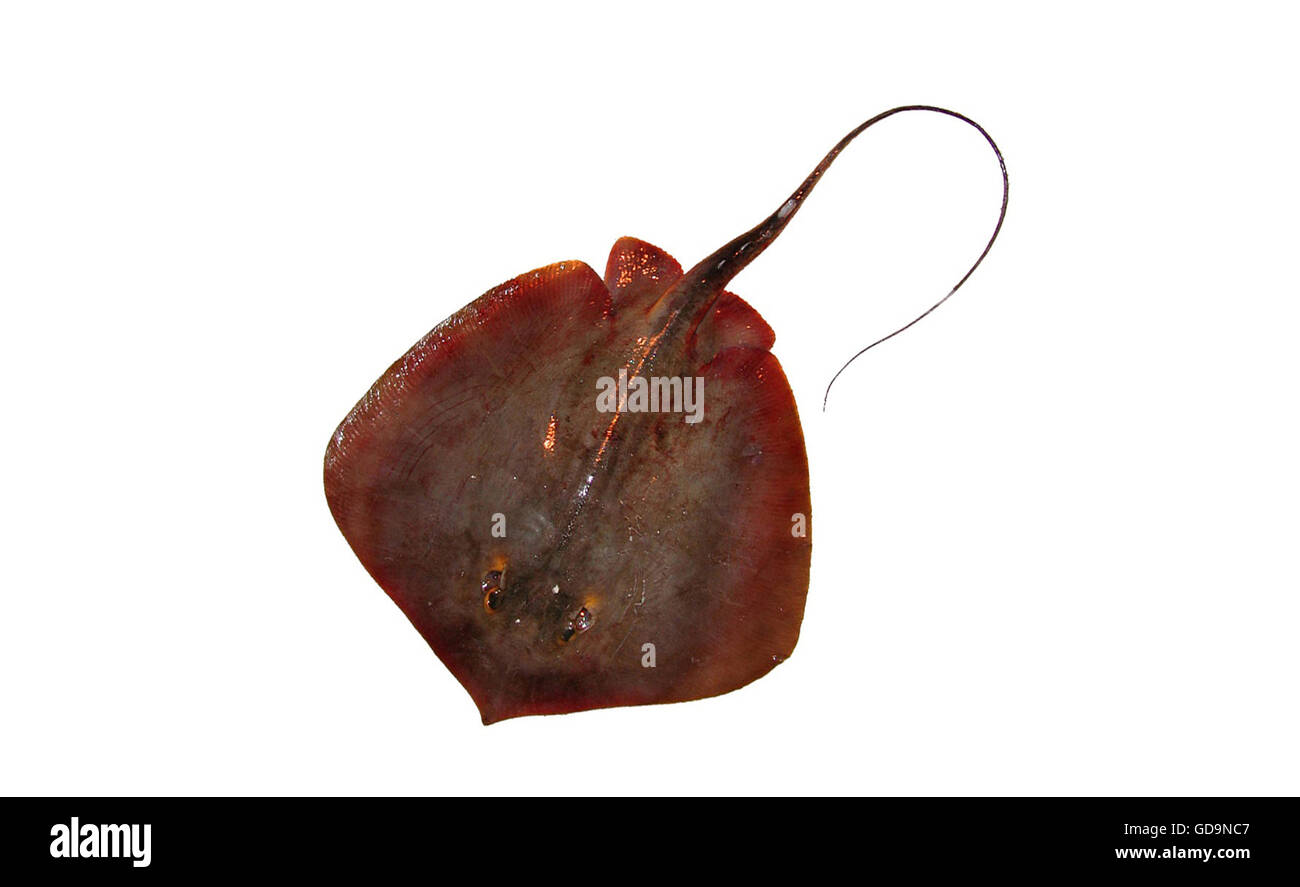 Stingray tail hi-res stock photography and images - Alamy