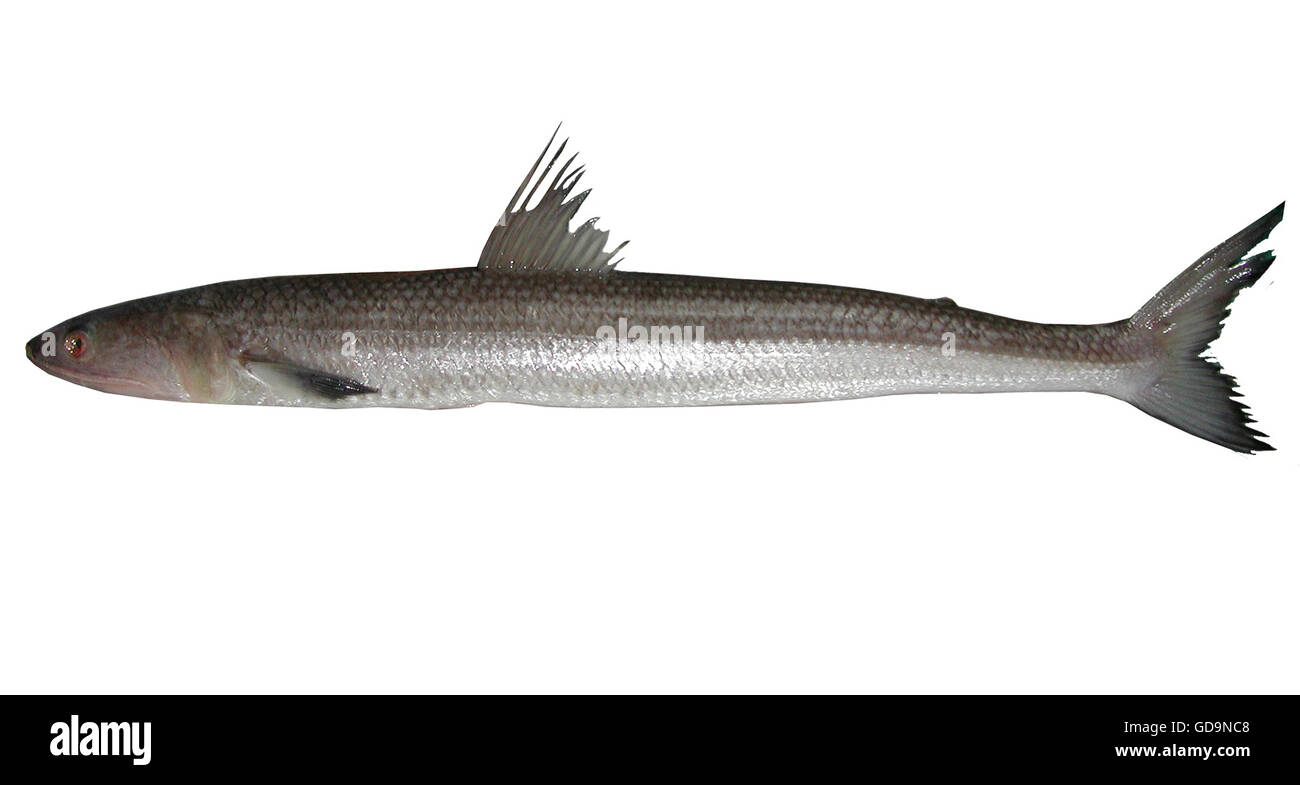 Saurida fish hi-res stock photography and images - Alamy