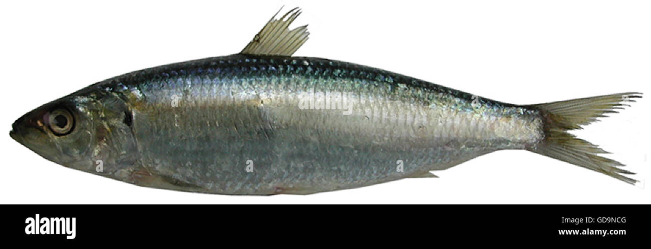 Sardinella Aurita High Resolution Stock Photography and Images - Alamy