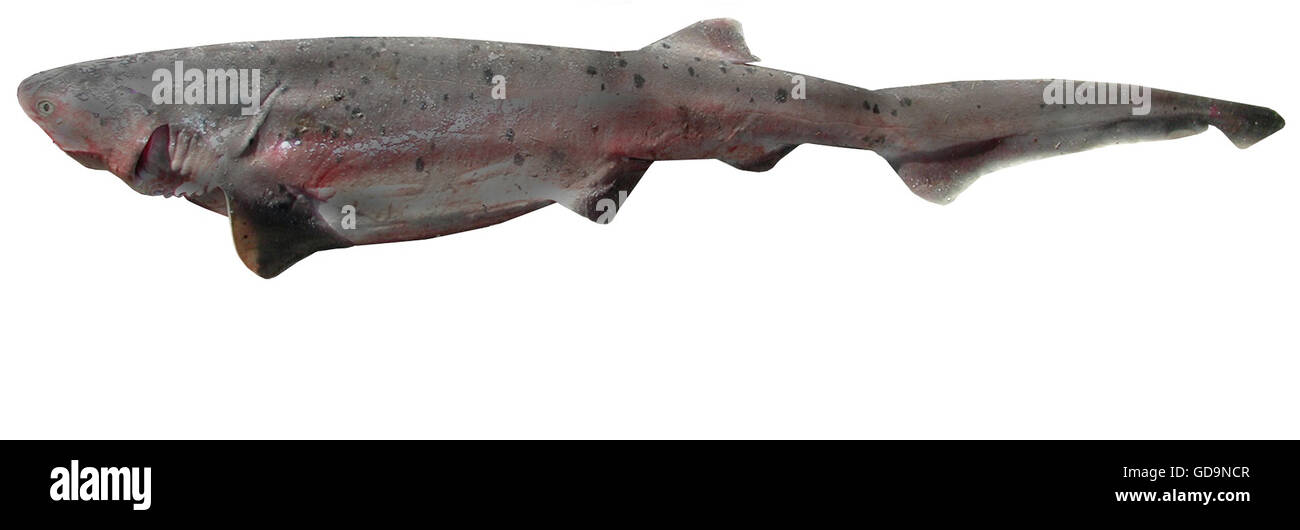 Notorynchus cepedianus Cut Out Stock Images & Pictures - Alamy