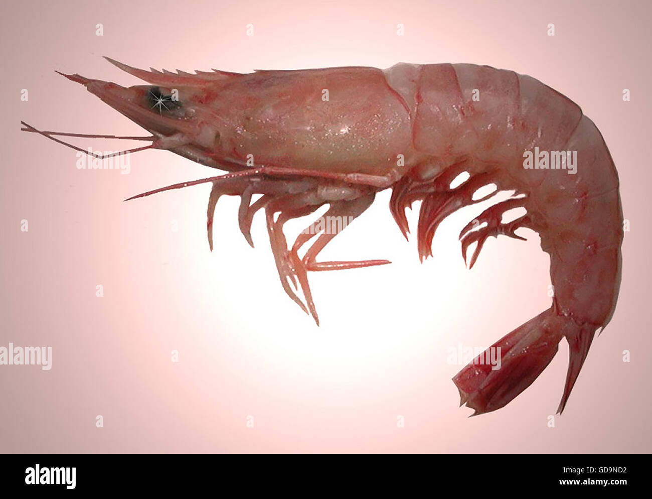 Jumbo Prawn Stock Photos & Jumbo Prawn Stock Images - Alamy