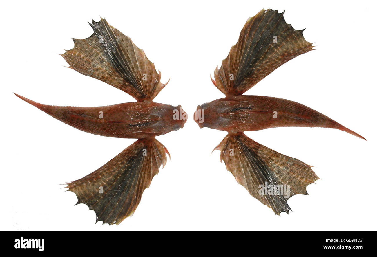 Tail fins Cut Out Stock Images & Pictures - Alamy