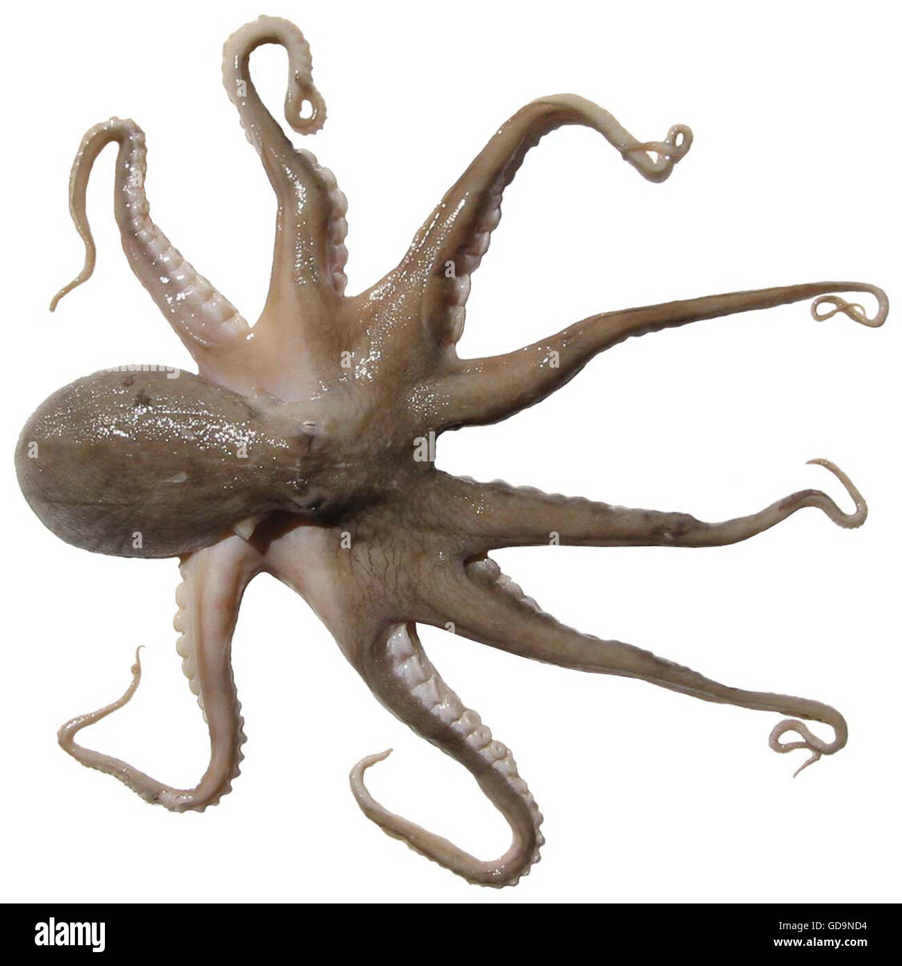 Dead octopus hi-res stock photography and images - Alamy