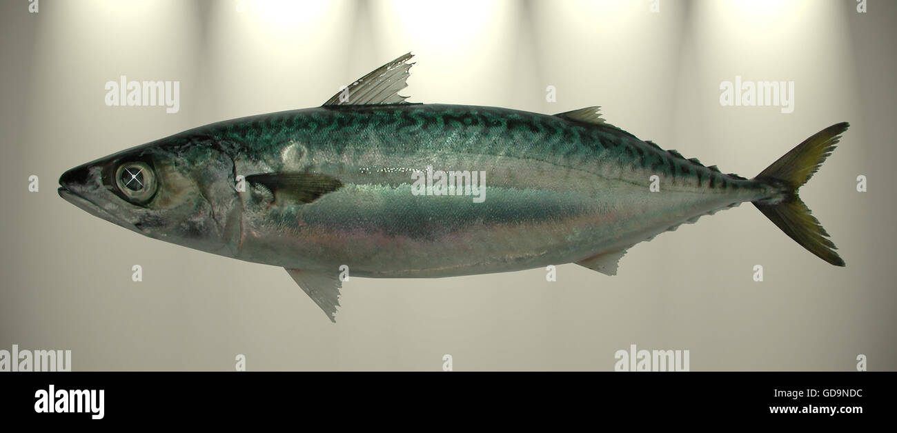 Close up fish caballa fish hi-res stock photography and images - Alamy