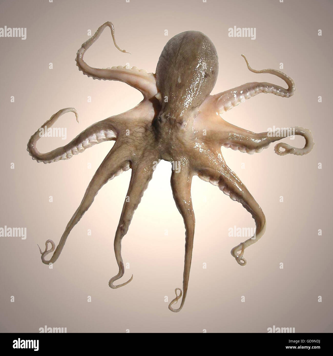 Dead octopus hi-res stock photography and images - Alamy