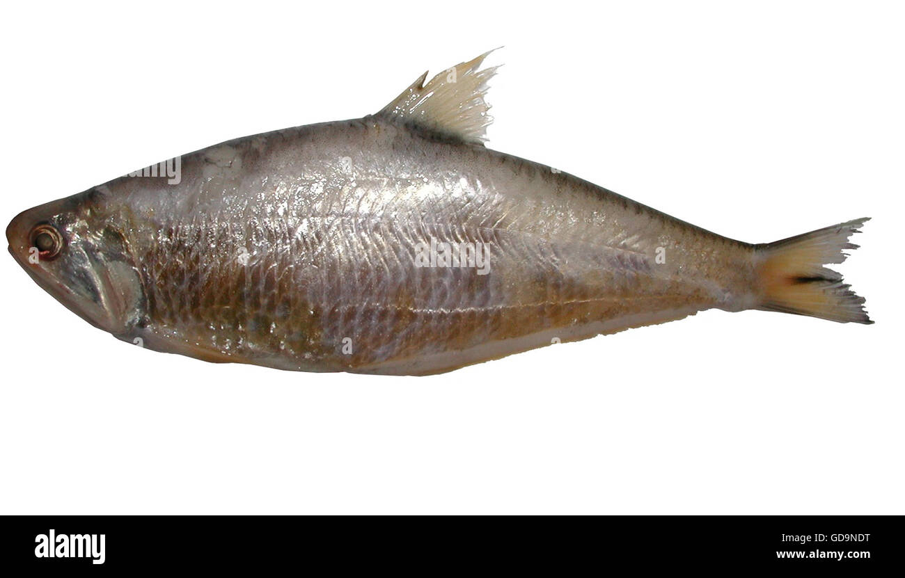 Setipinna taty hi-res stock photography and images - Alamy