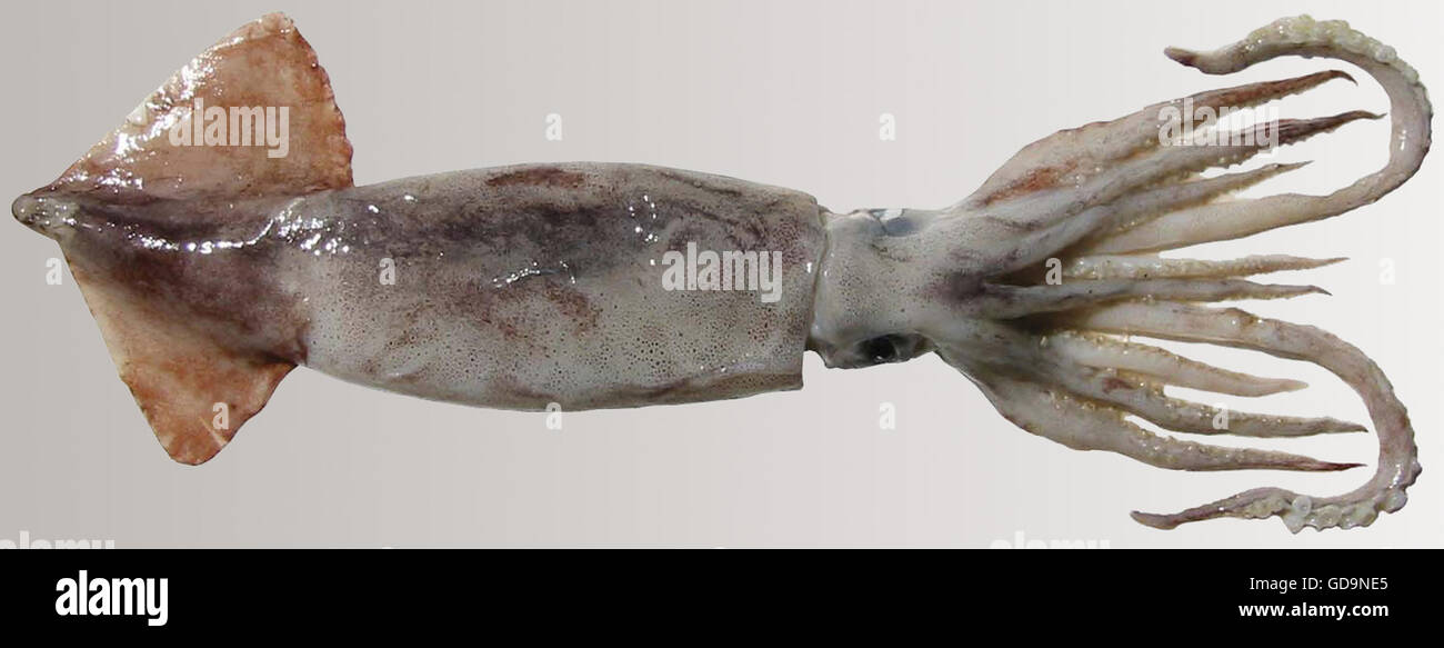 Squid skin hi-res stock photography and images - Alamy