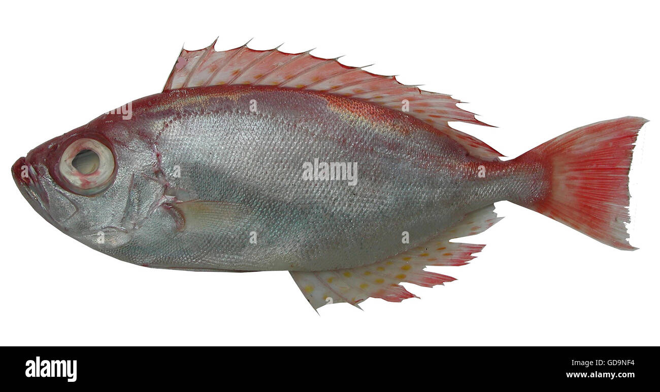 Priacanthus fish hi-res stock photography and images - Alamy