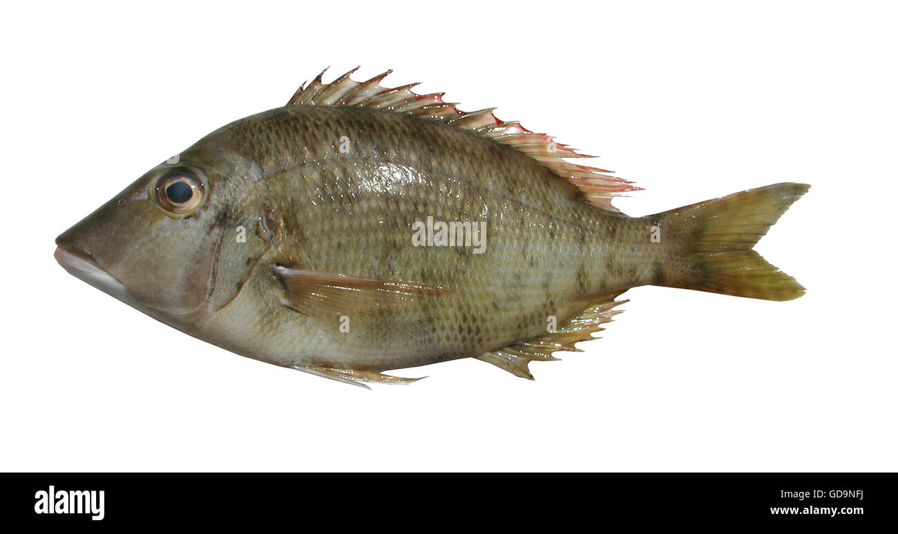 Lethrinus High Resolution Stock Photography and Images - Alamy