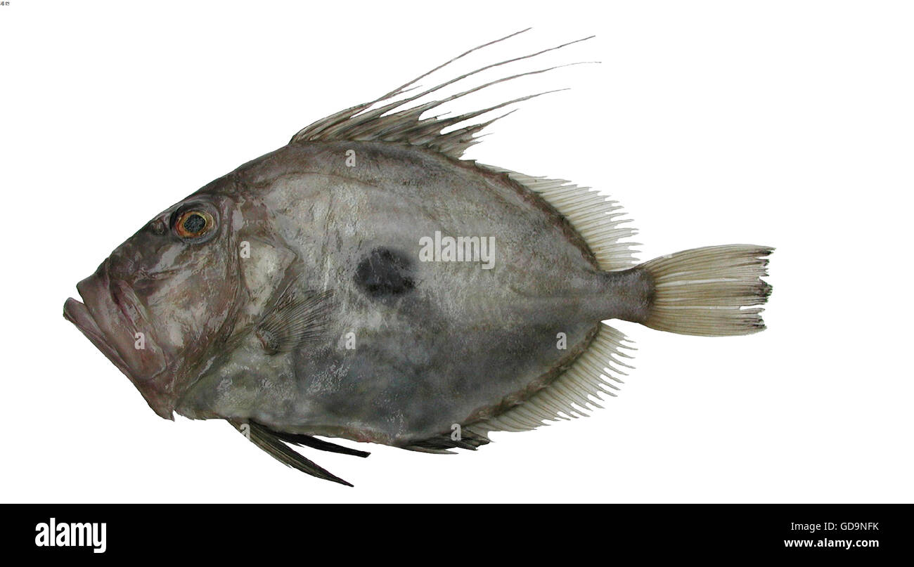 Dory fish hi-res stock photography and images - Alamy