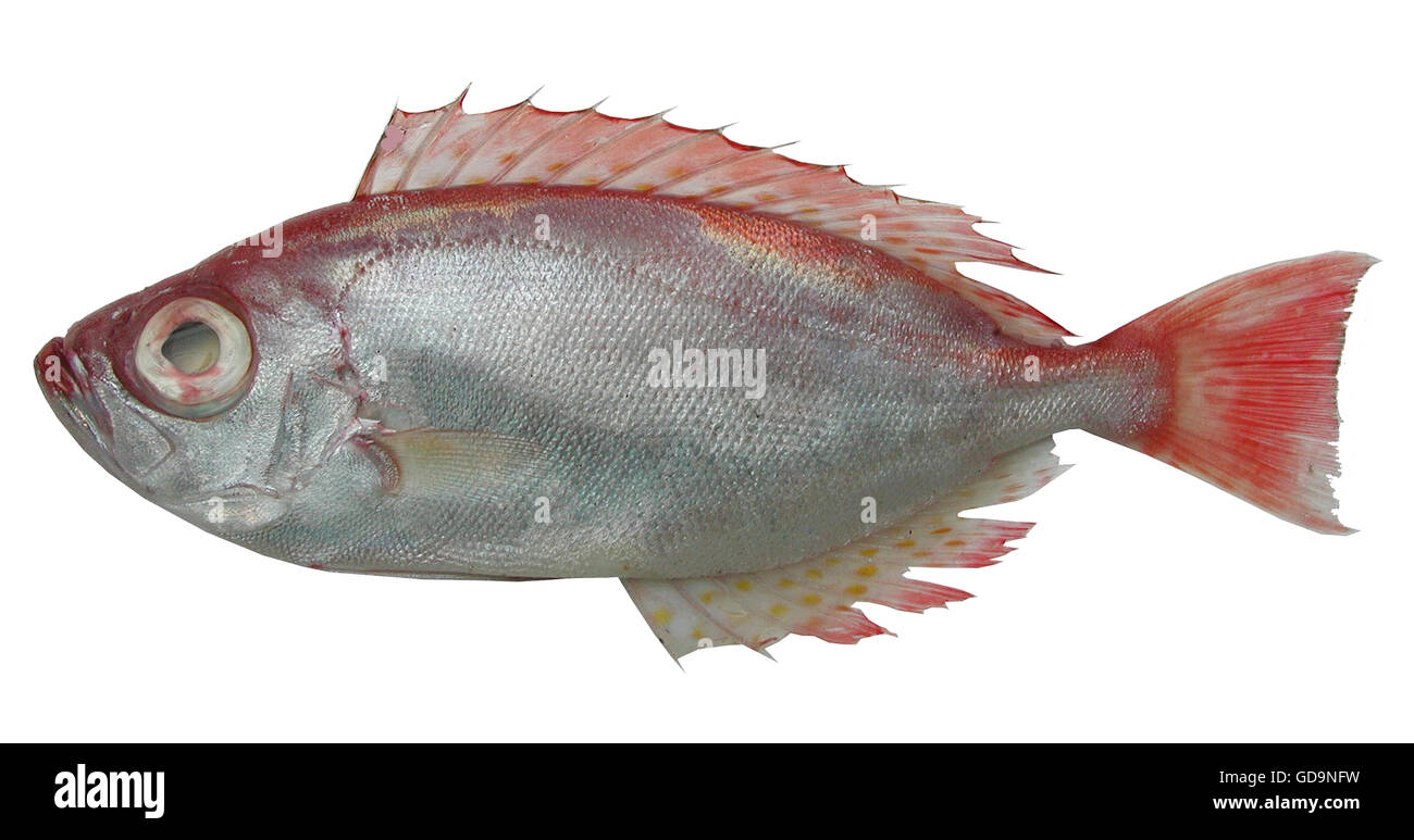 Priacanthus macracanthus Cut Out Stock Images & Pictures - Alamy