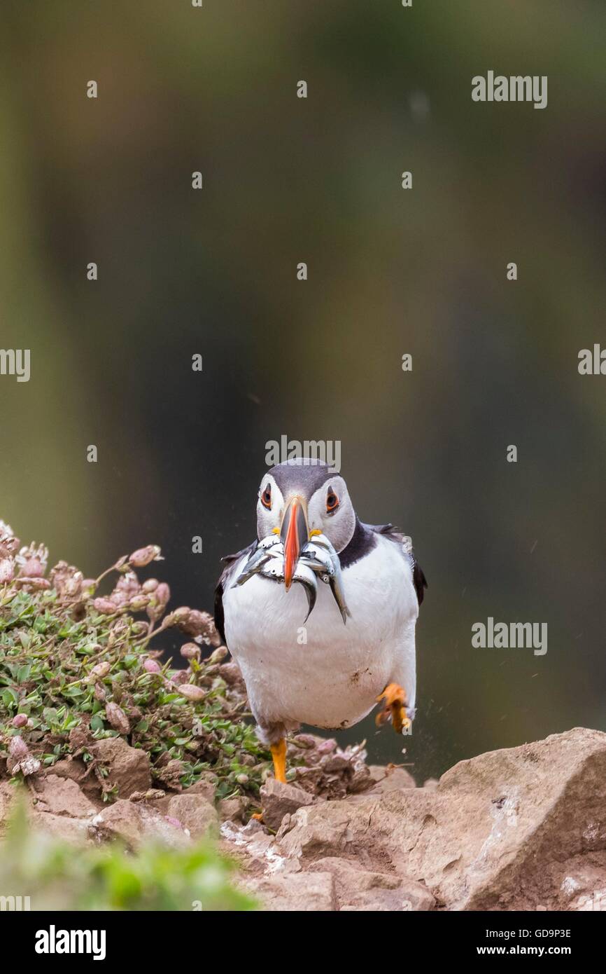 Puffin on Skomer Island Pembrokeshire running for it's burrow with a ...