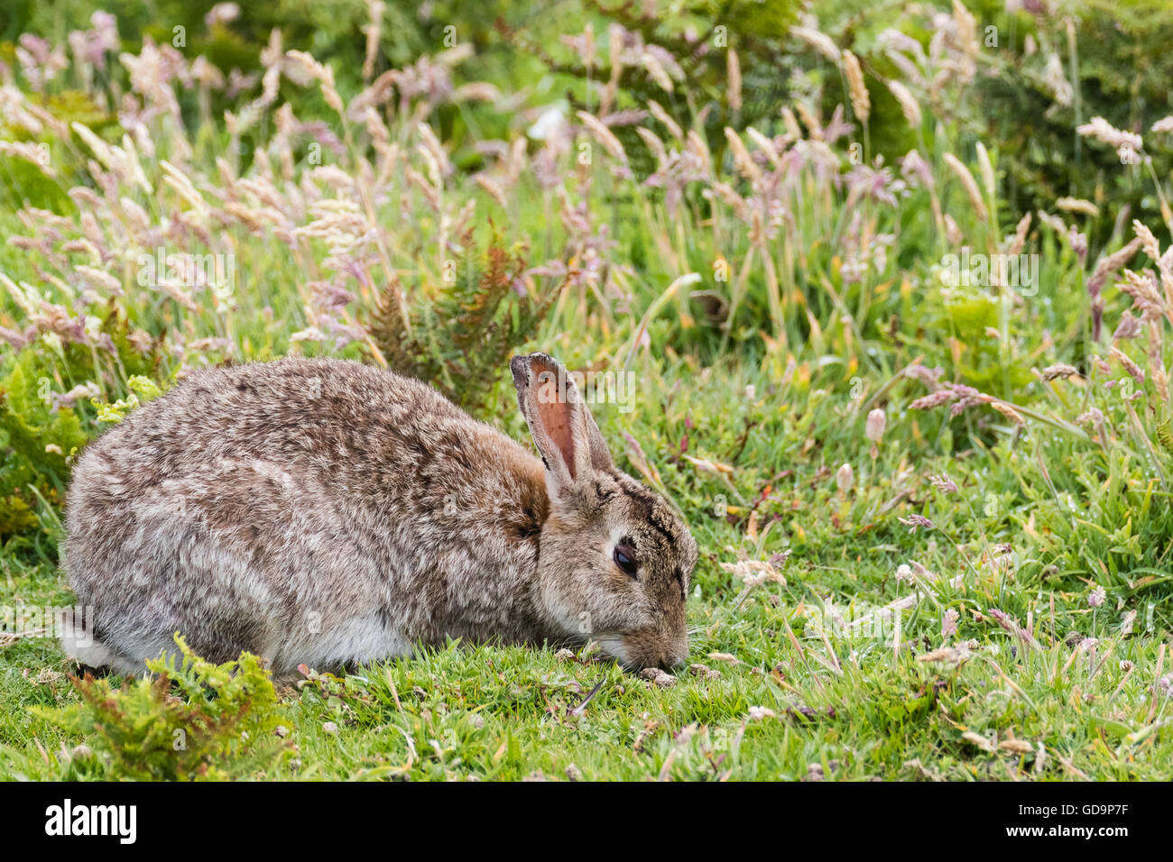A wild rabbit on Skomer Island Pembrokeshire Stock Photo - Alamy