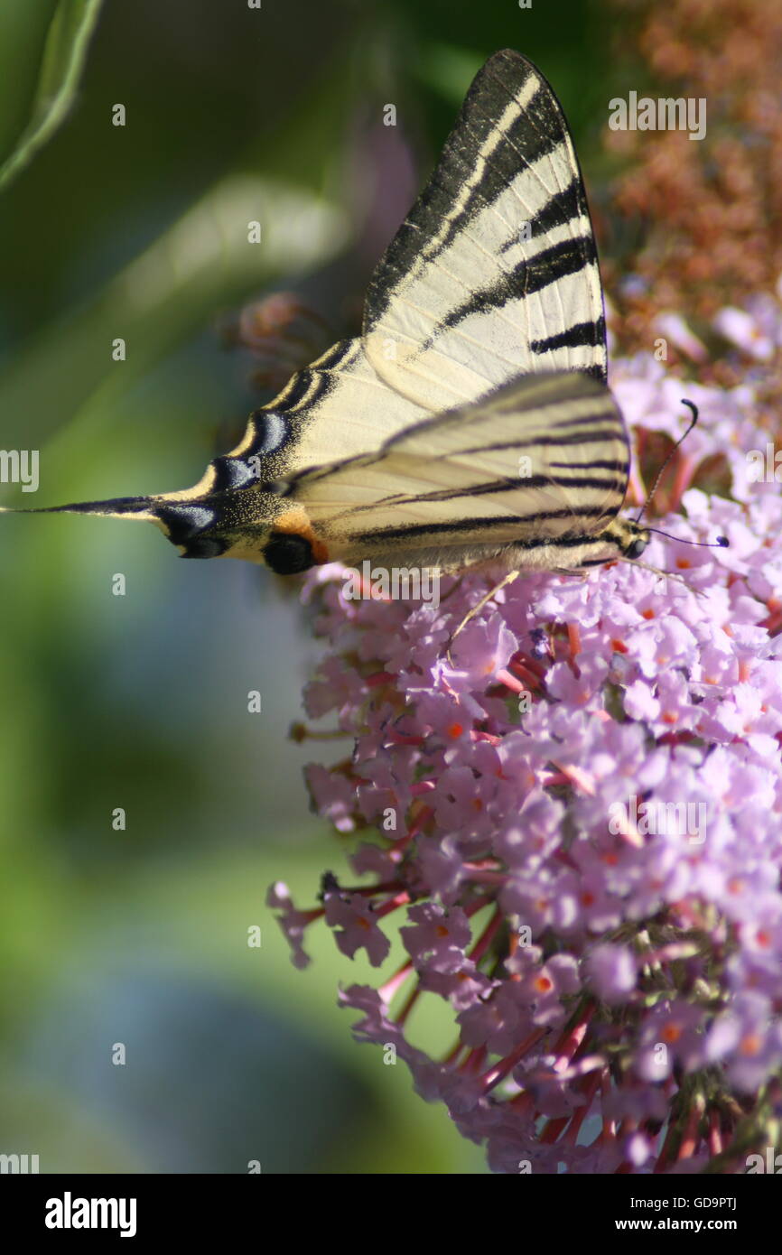 Tiger Swallowtail Butterfly Stock Photo - Alamy