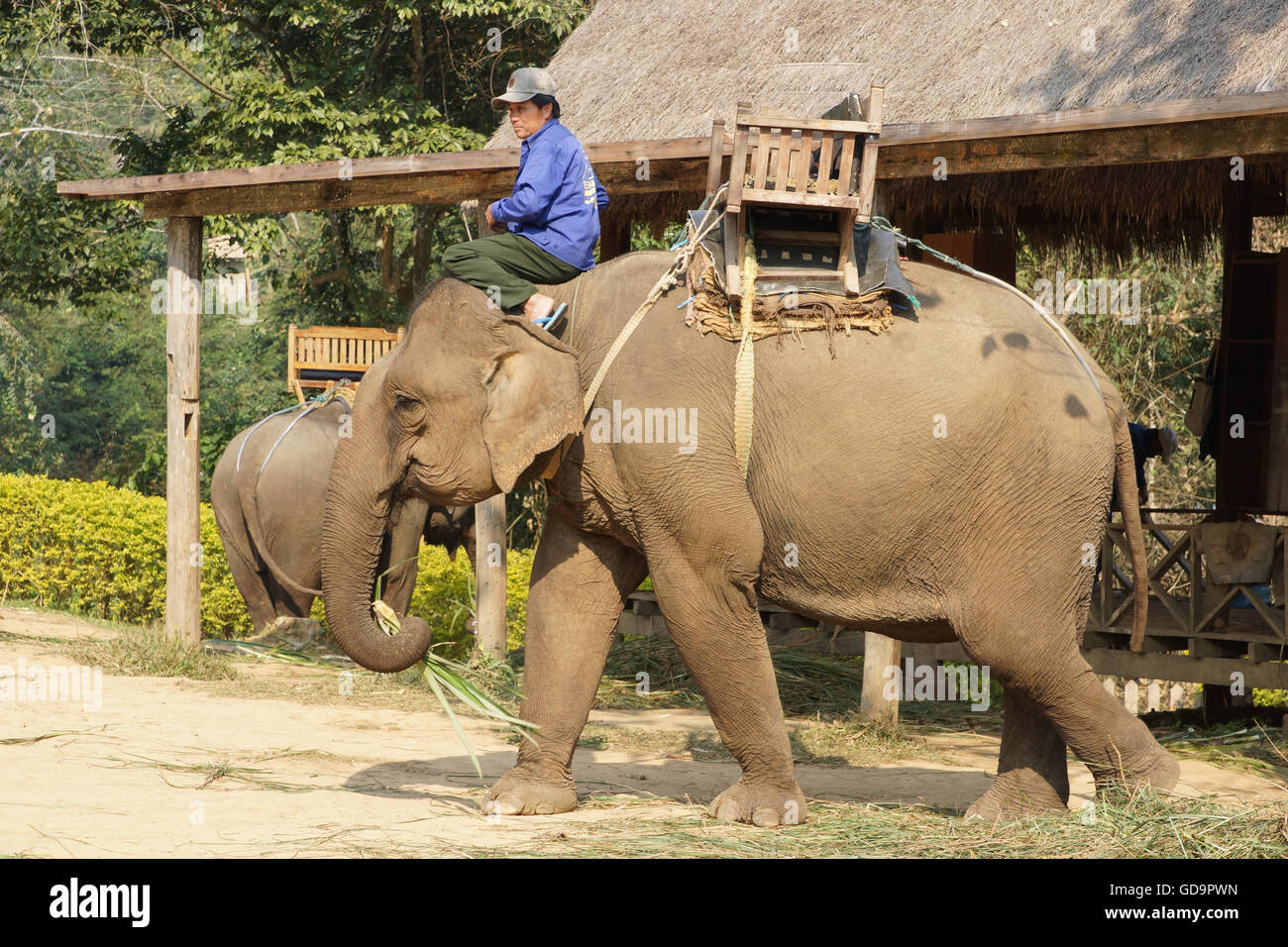 Man riding elephant in nature hi-res stock photography and images - Alamy