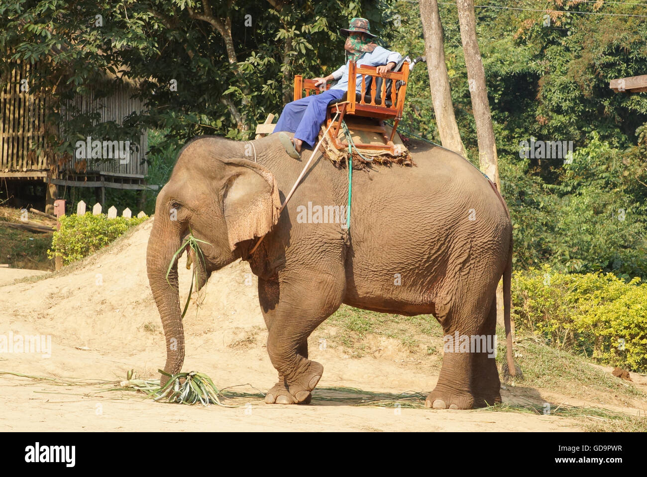Man riding elephant in nature hi-res stock photography and images - Alamy