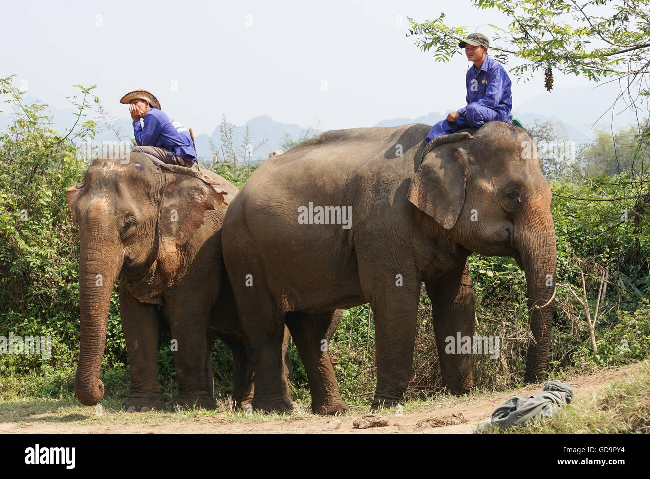 Elephants working in asia hi-res stock photography and images - Alamy