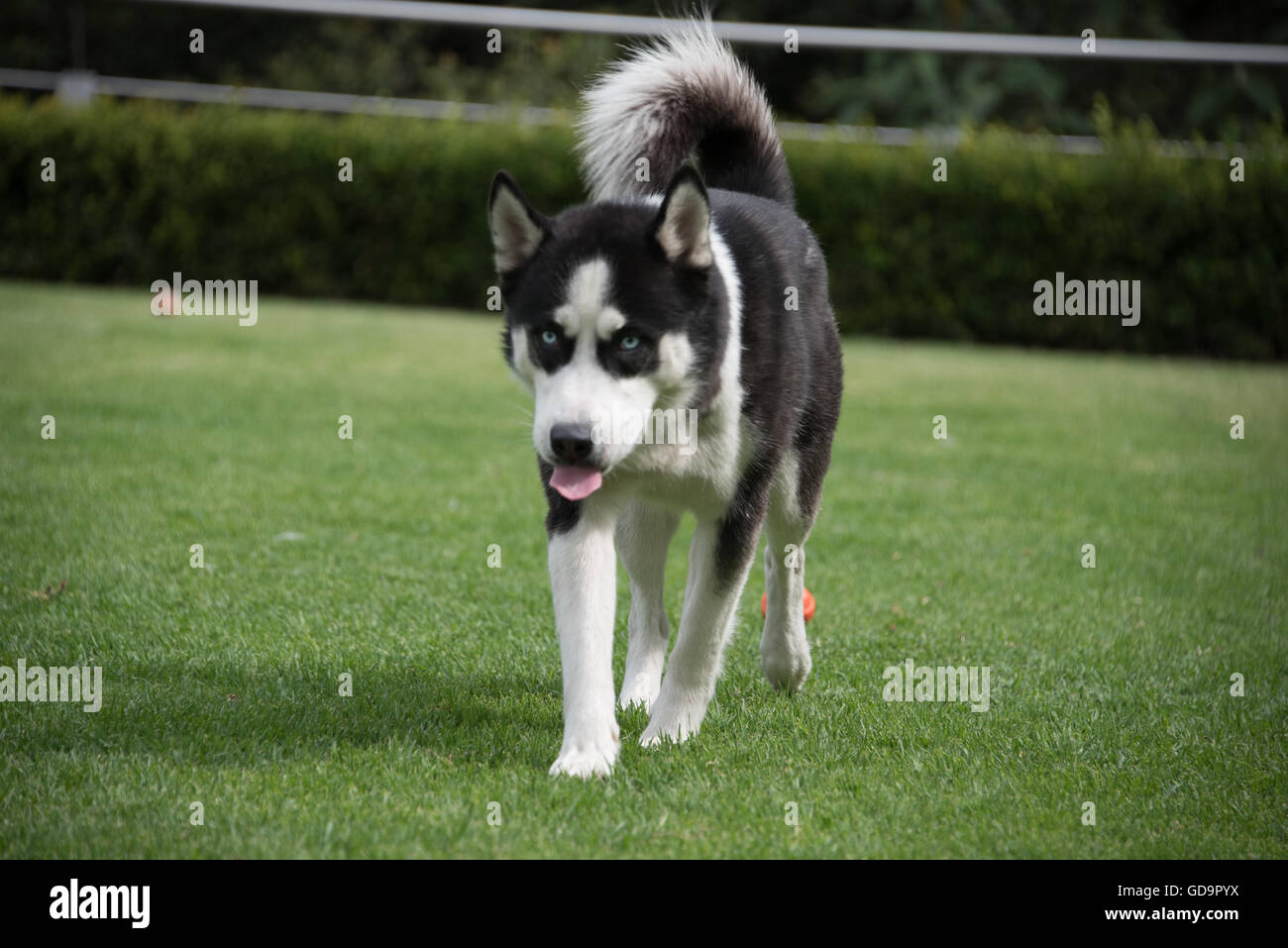 Perro husky hi-res stock photography and images - Alamy