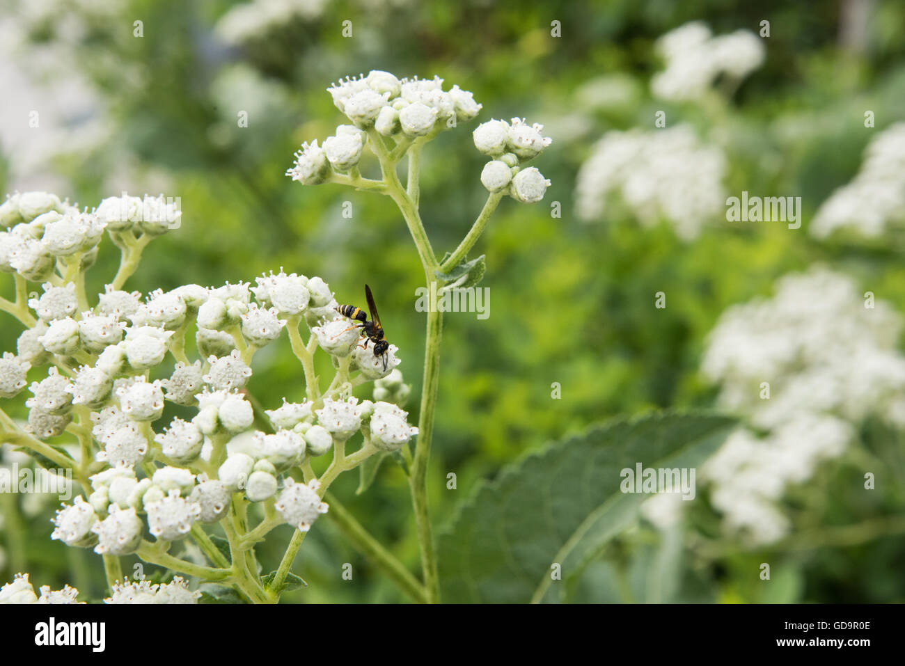 Close up of small budding plant with white flowers and an insect ...