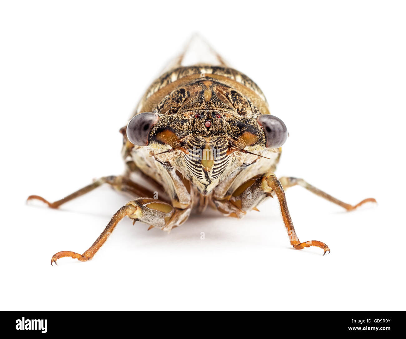 Cicada isolated on white background. Studio shot, front view Stock ...