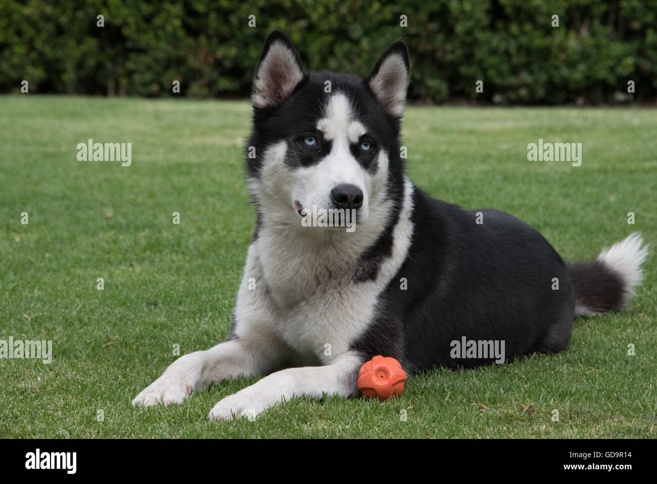 Siberian husky on grass laying down Stock Photo - Alamy