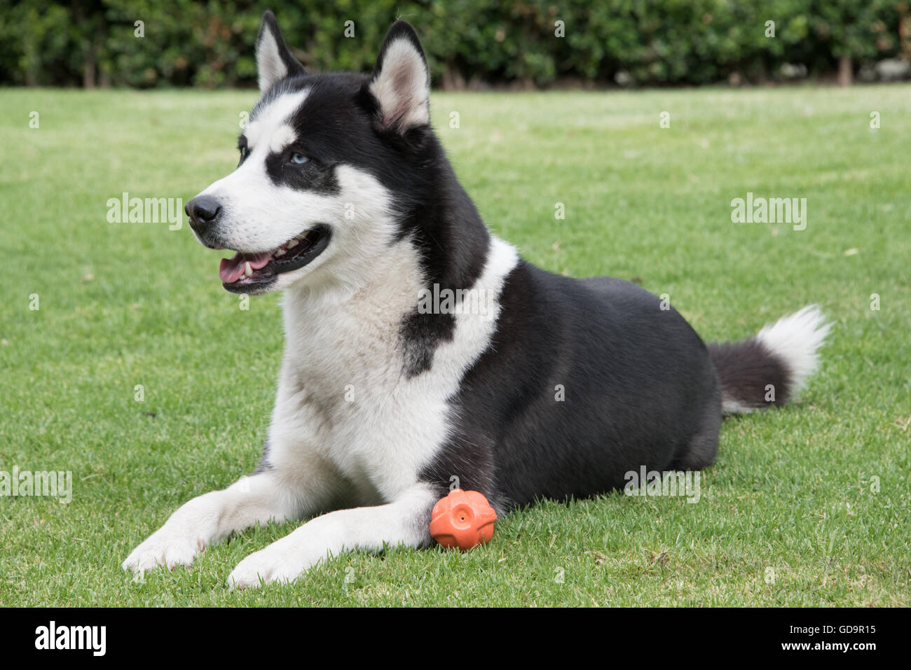Siberian husky on grass laying down Stock Photo - Alamy