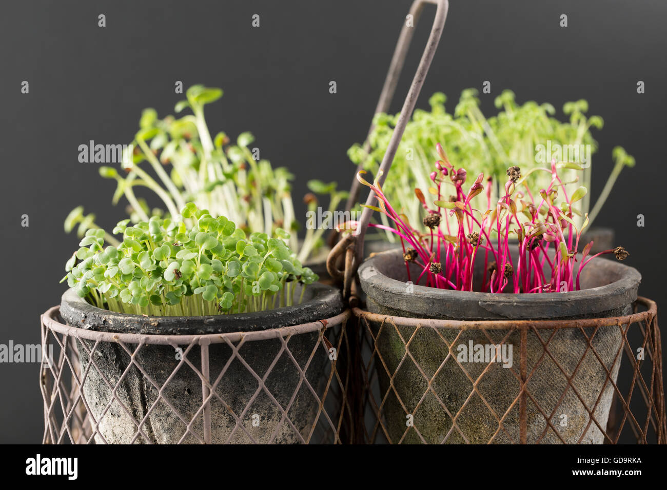 Cress, Beet, Raddish and Rocket Microgreens Stock Photo - Alamy