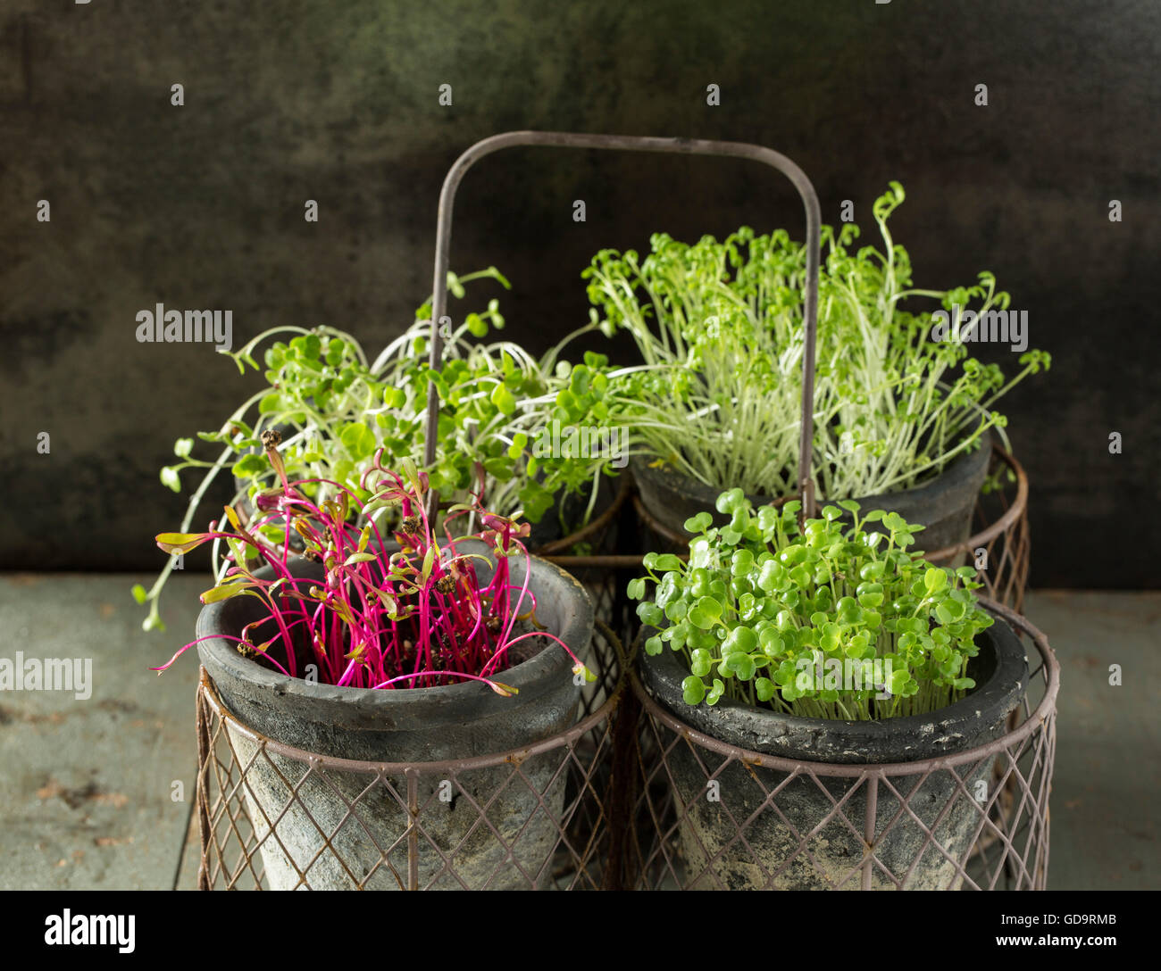 Cress, Beet, Raddish and Rocket Microgreens Stock Photo - Alamy