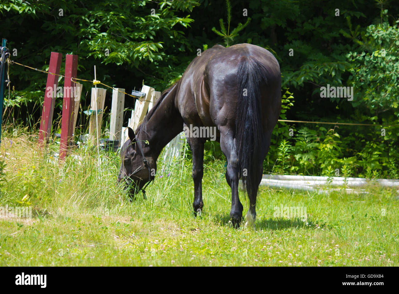 Horse Grazing in Field Stock Photo - Alamy