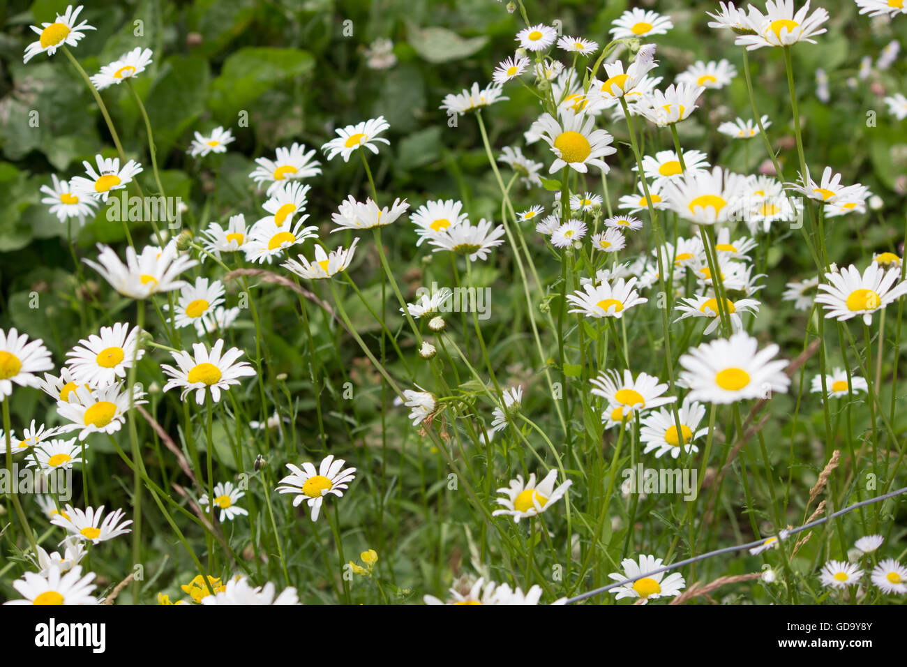 Multiple daisies hi-res stock photography and images - Alamy