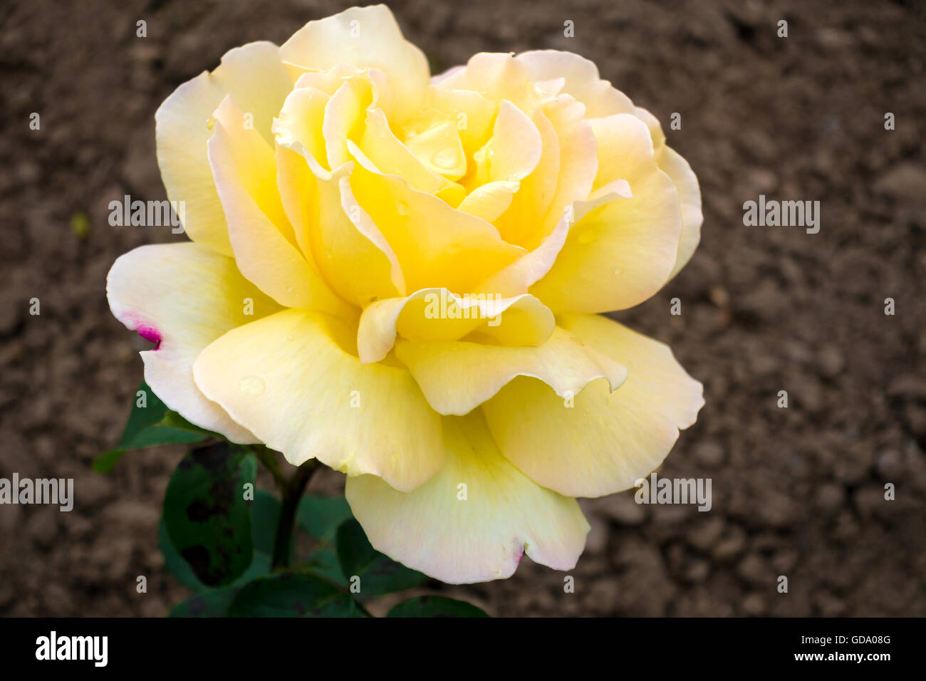 Yellow Rose ( Peace) Hybid T Stock Photo - Alamy