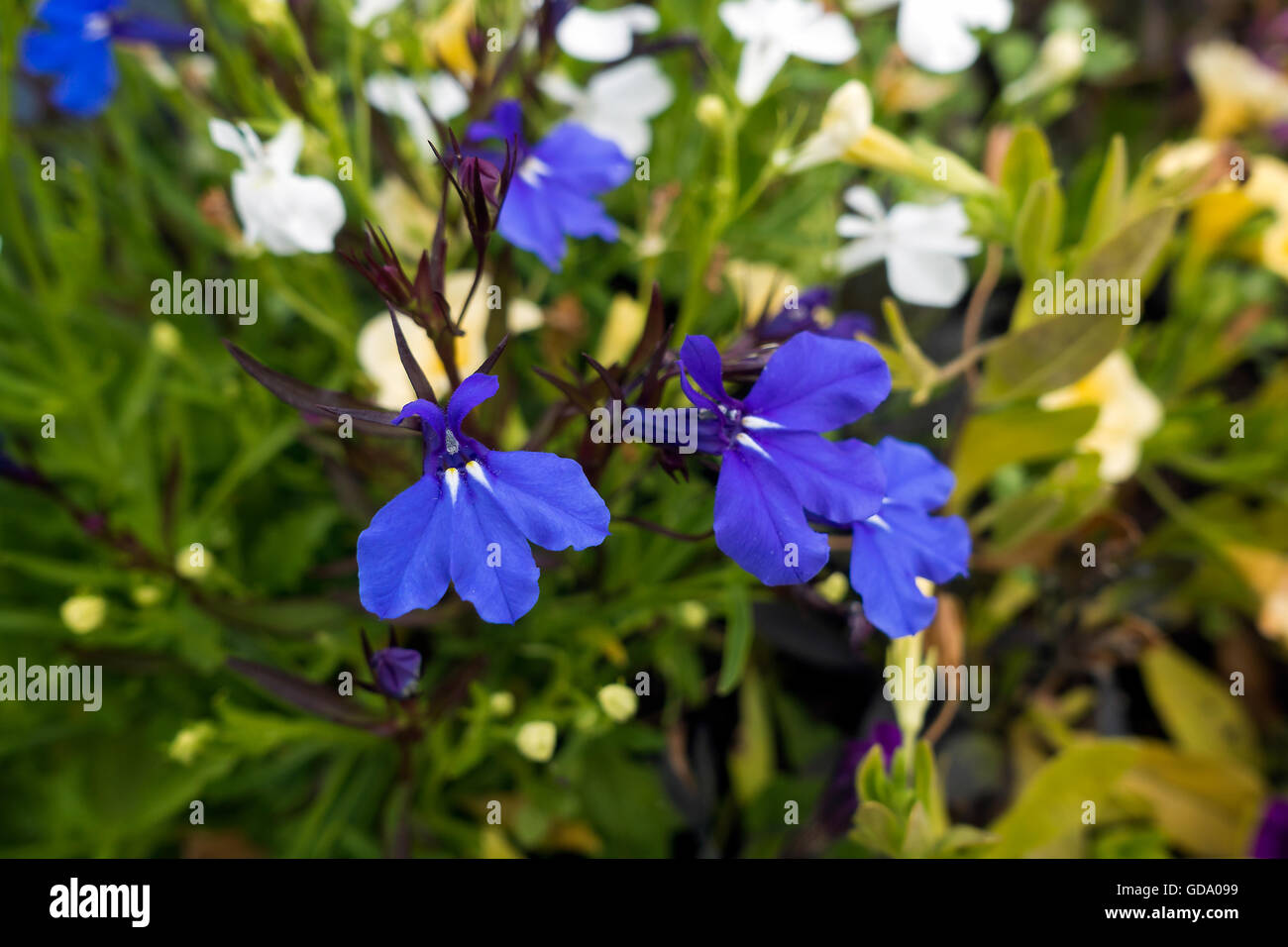 Small blue Violas wth two white ray markings Stock Photo - Alamy