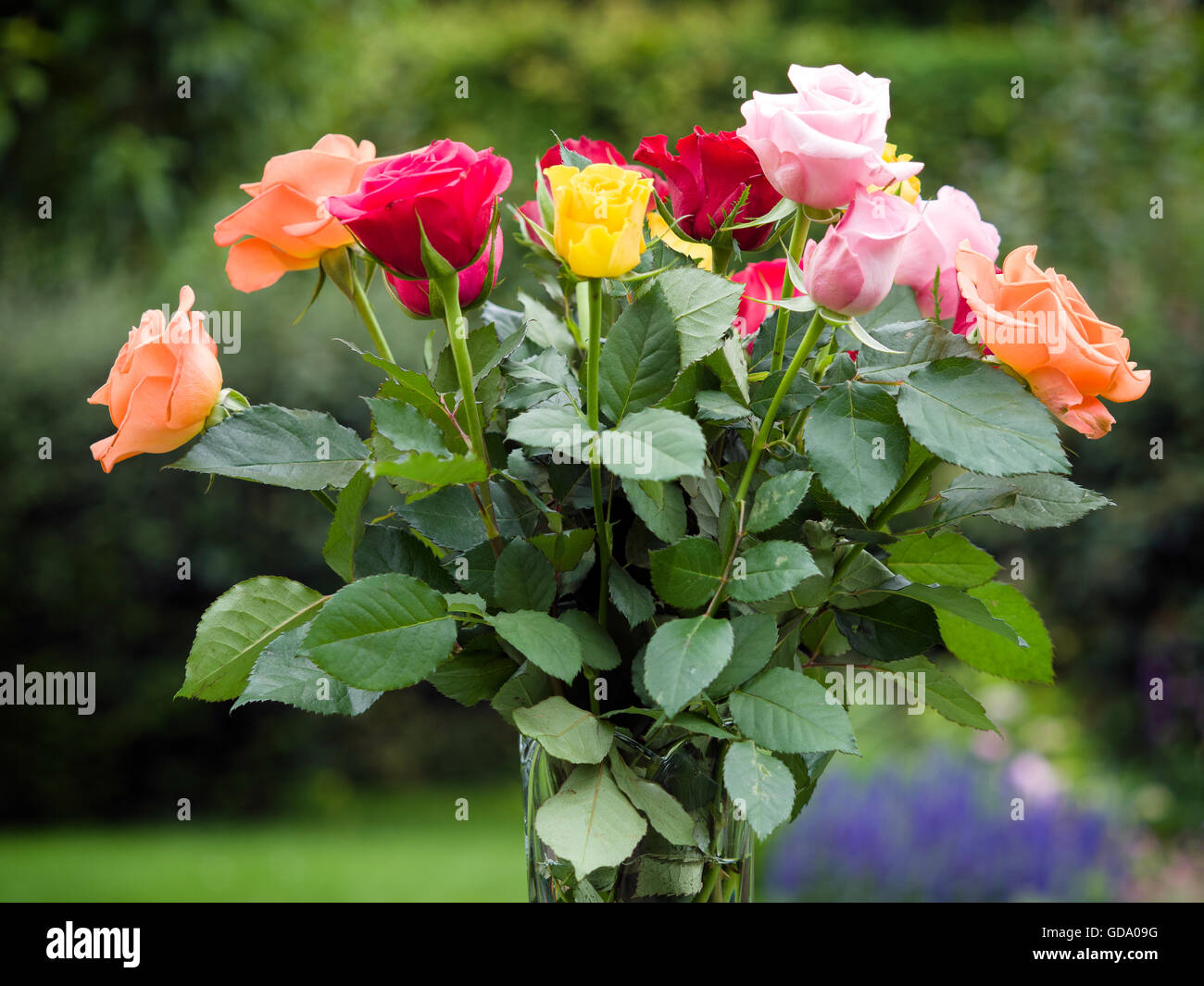 A vase of colourful Roses out in the garden Stock Photo - Alamy