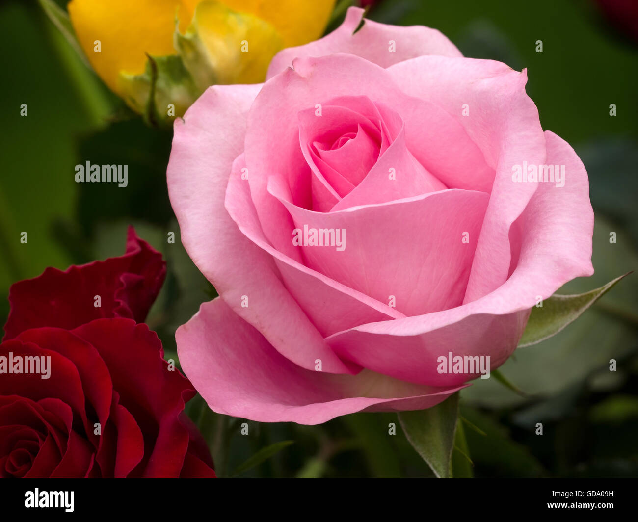 Close-up view of a Pink Hybrid T Rose Stock Photo - Alamy